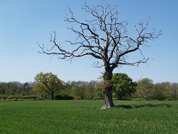 Signs Your Tree Is Dying: A Guide to Identifying Tree Health Issues