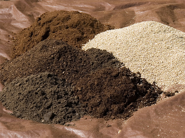 What You Should Know About Peat Moss