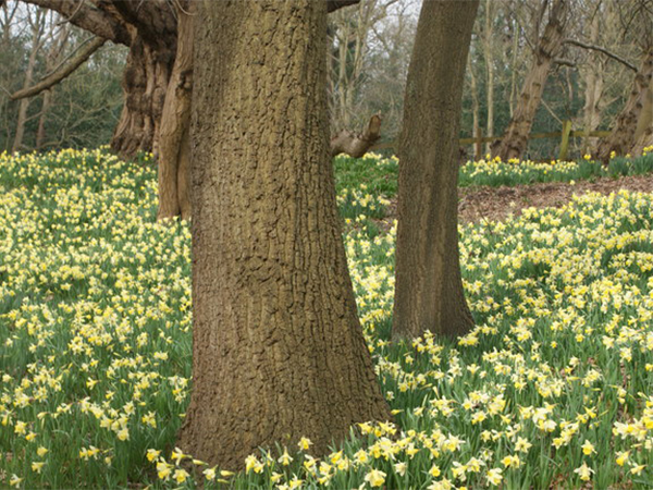 The Best Way to Plant Under a Tree: Enhancing Your Garden's Shade