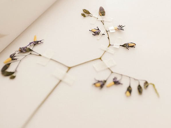The Best Way to Press Flowers: A Step-by-Step Guide