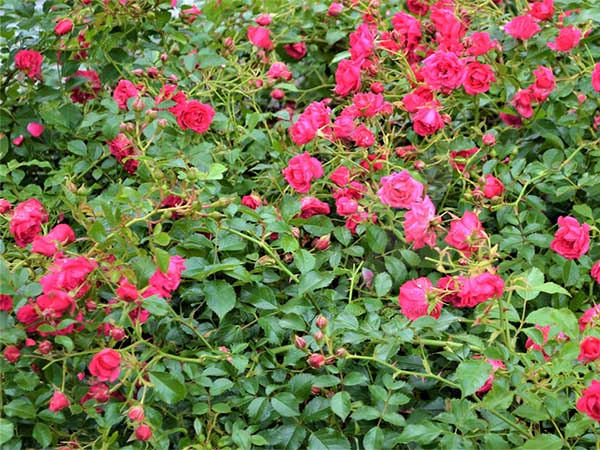 A Blooming Endeavor: A Guide to Transplanting Rose Bushes