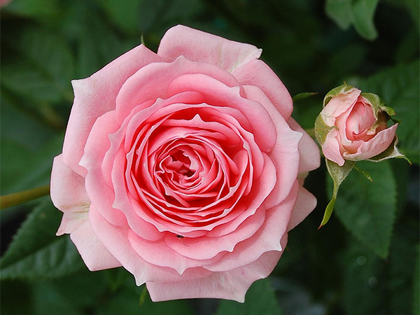 Preserving Memories: A Guide to Pressing Roses Flat
