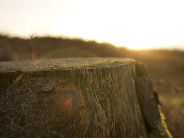 Tips for Regrowing a Tree from a Stump: Reviving Nature's Resilience