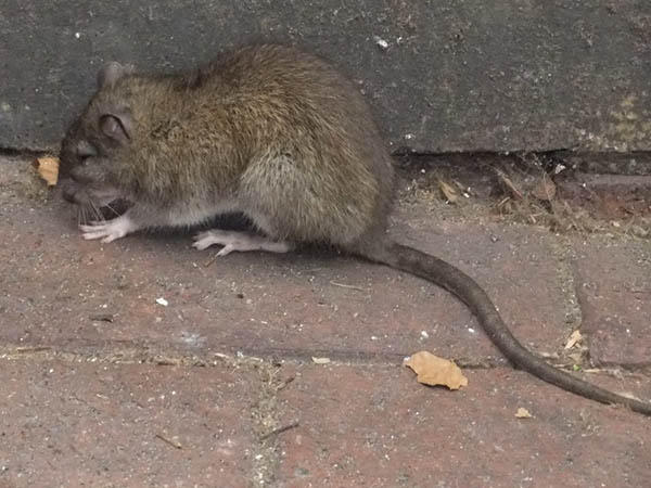 Pest Control in Urban vs. Suburban Environments: Challenges and Strategies